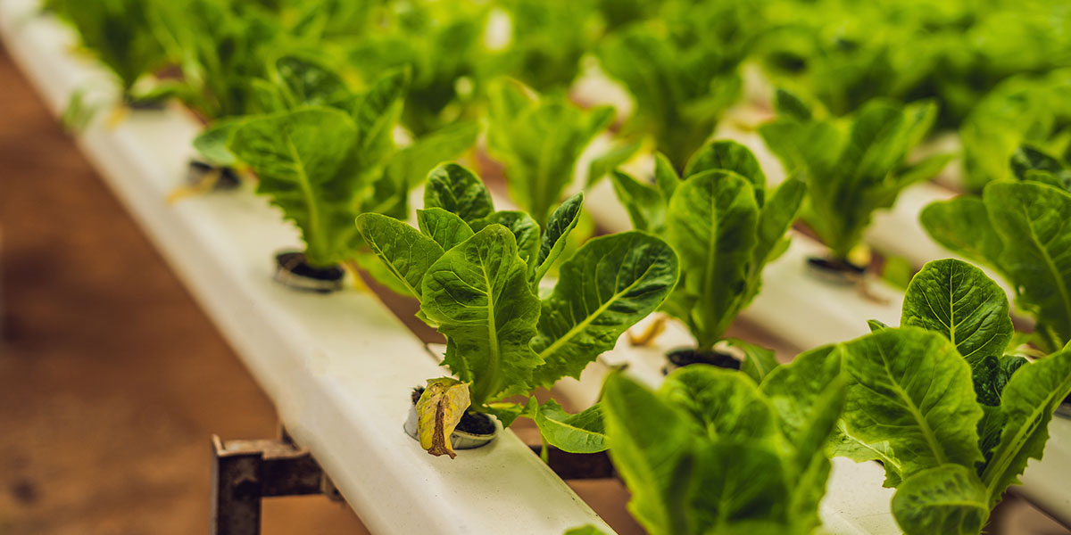 The Indoor Garden: Learn Passive Hydroponics - 12 MAY 2020